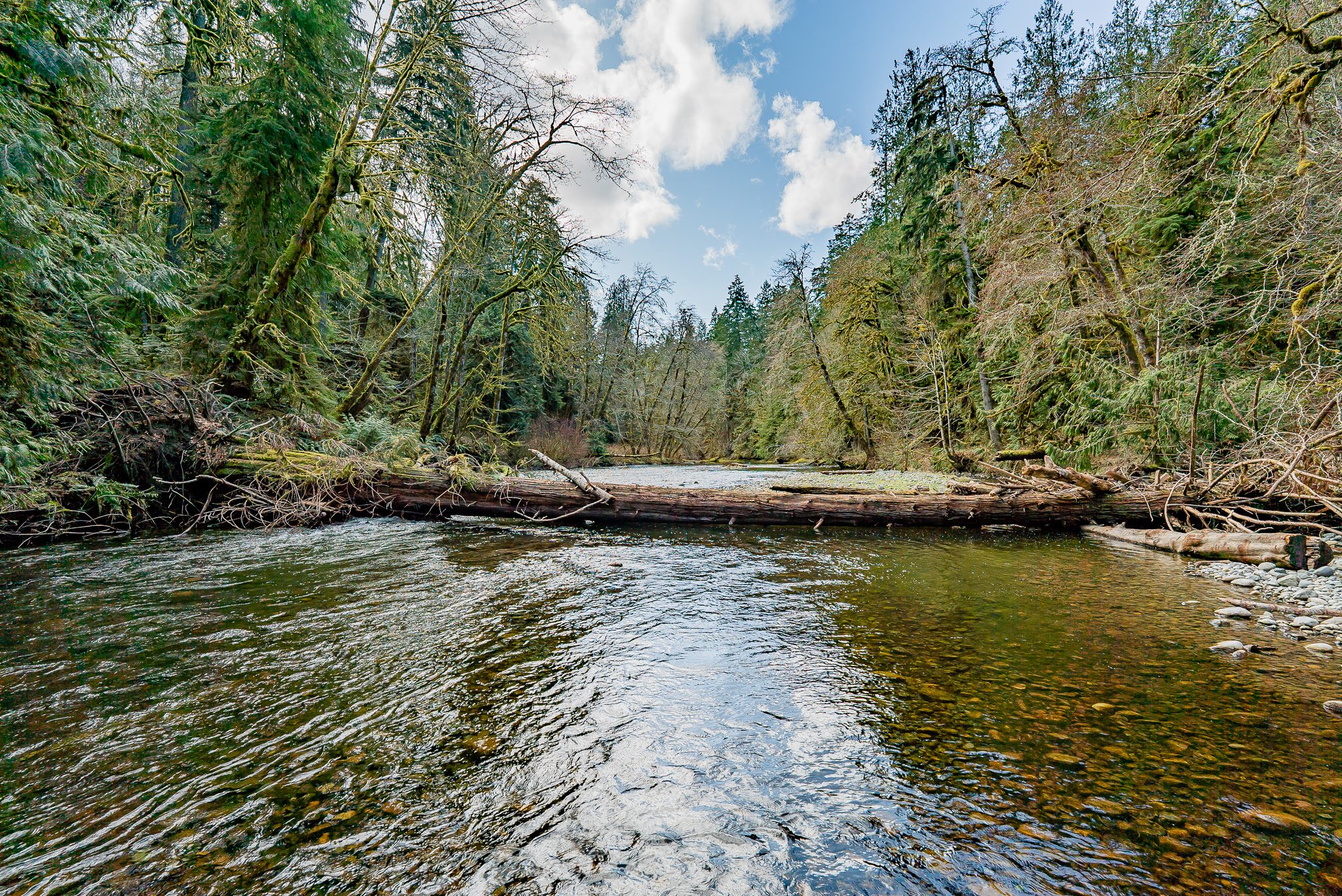 Vital Salmon Spawning River and Centuries Old Trees Now Protected on ...