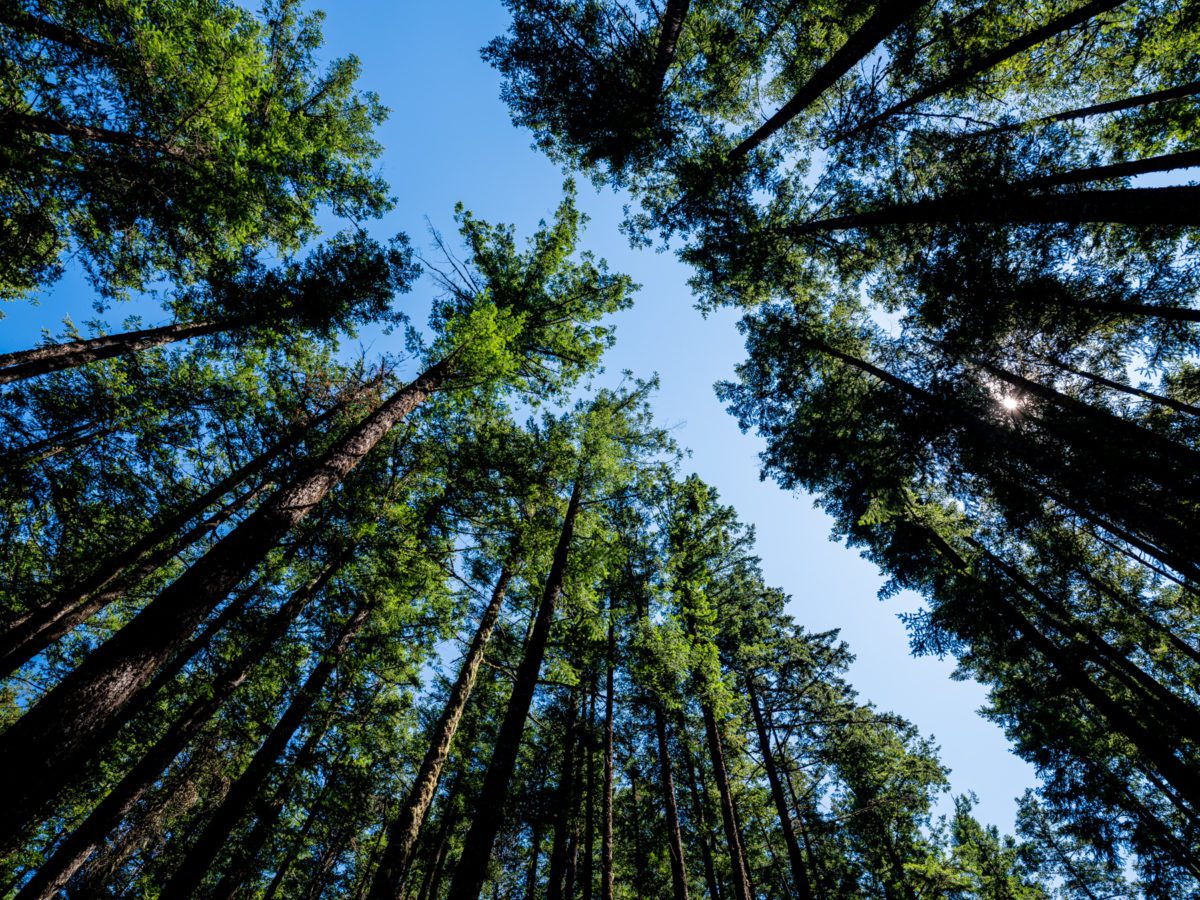 See the Forest for the Trees