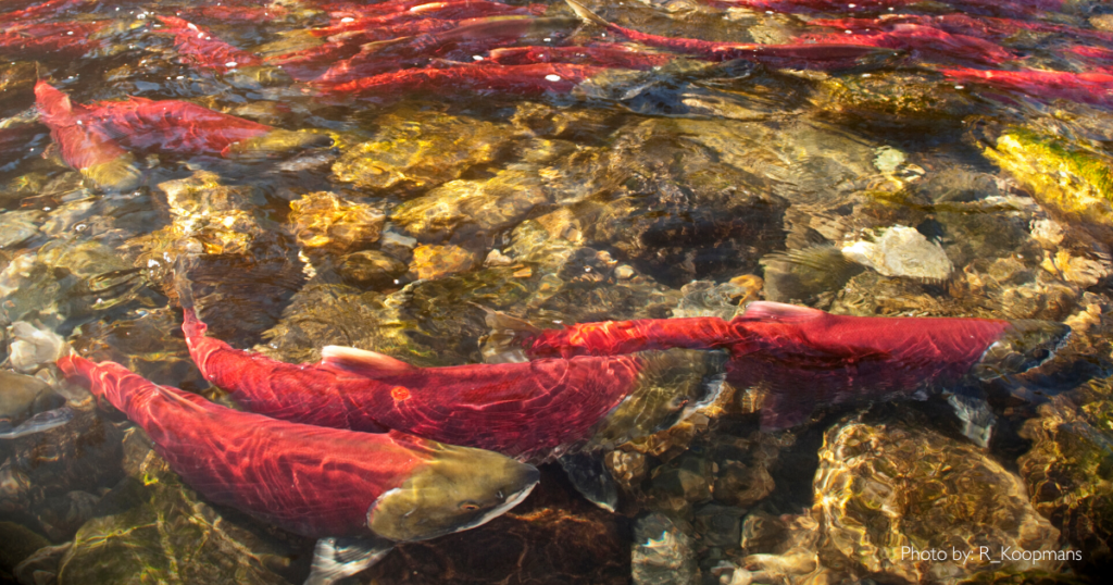 Saving Salmon is Vital for Ecosystem Resilience and Biodiversity ...