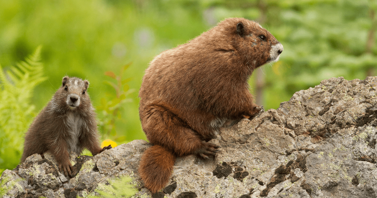 Take Action to Protect BC Biodiversity on the International Day for ...