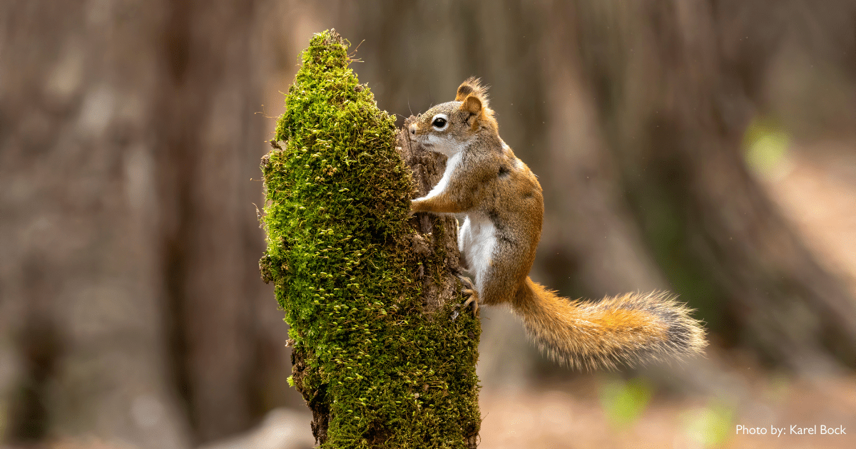 Celebrating the Rainbow of Sexual Diversity in Nature - The Nature ...