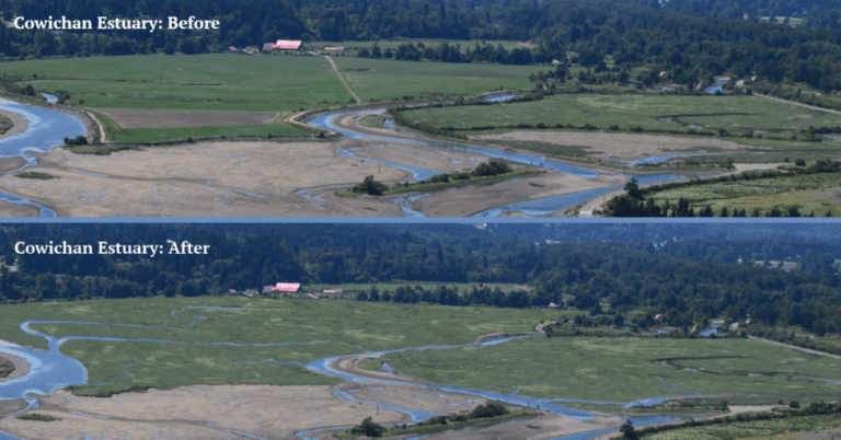 Largest Estuary Restoration Project on Vancouver Island starts work to ...