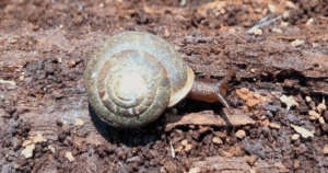 Understanding the Importance of the Oregon forestsnail - The Nature ...