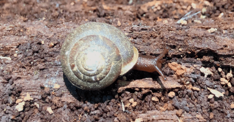 Understanding the Importance of the Oregon forestsnail - The Nature ...