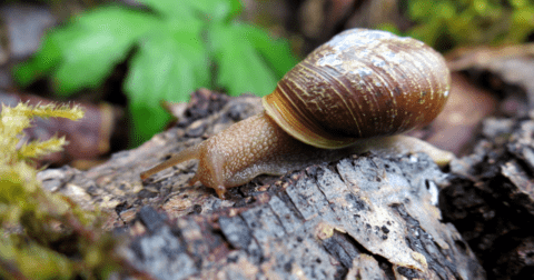 Understanding the Importance of the Oregon forestsnail - The Nature ...