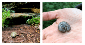 Understanding the Importance of the Oregon forestsnail - The Nature ...