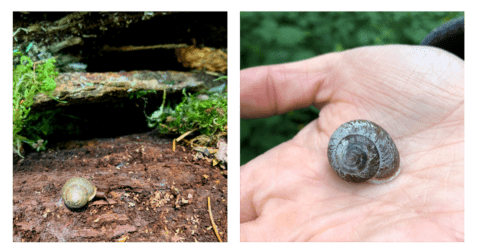 Understanding the Importance of the Oregon forestsnail - The Nature ...