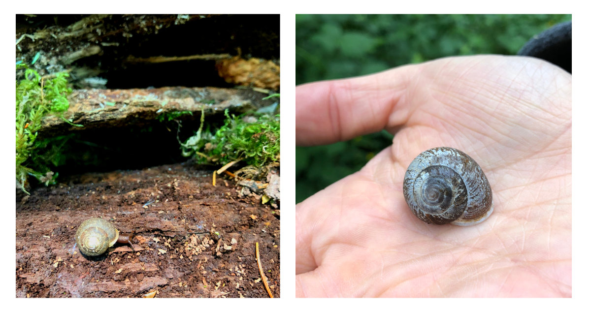 Understanding the Importance of the Oregon forestsnail - The Nature ...