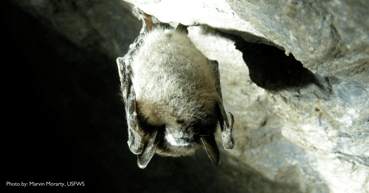 Protecting British Columbia’s Bats Amid White-nose Syndrome - The ...