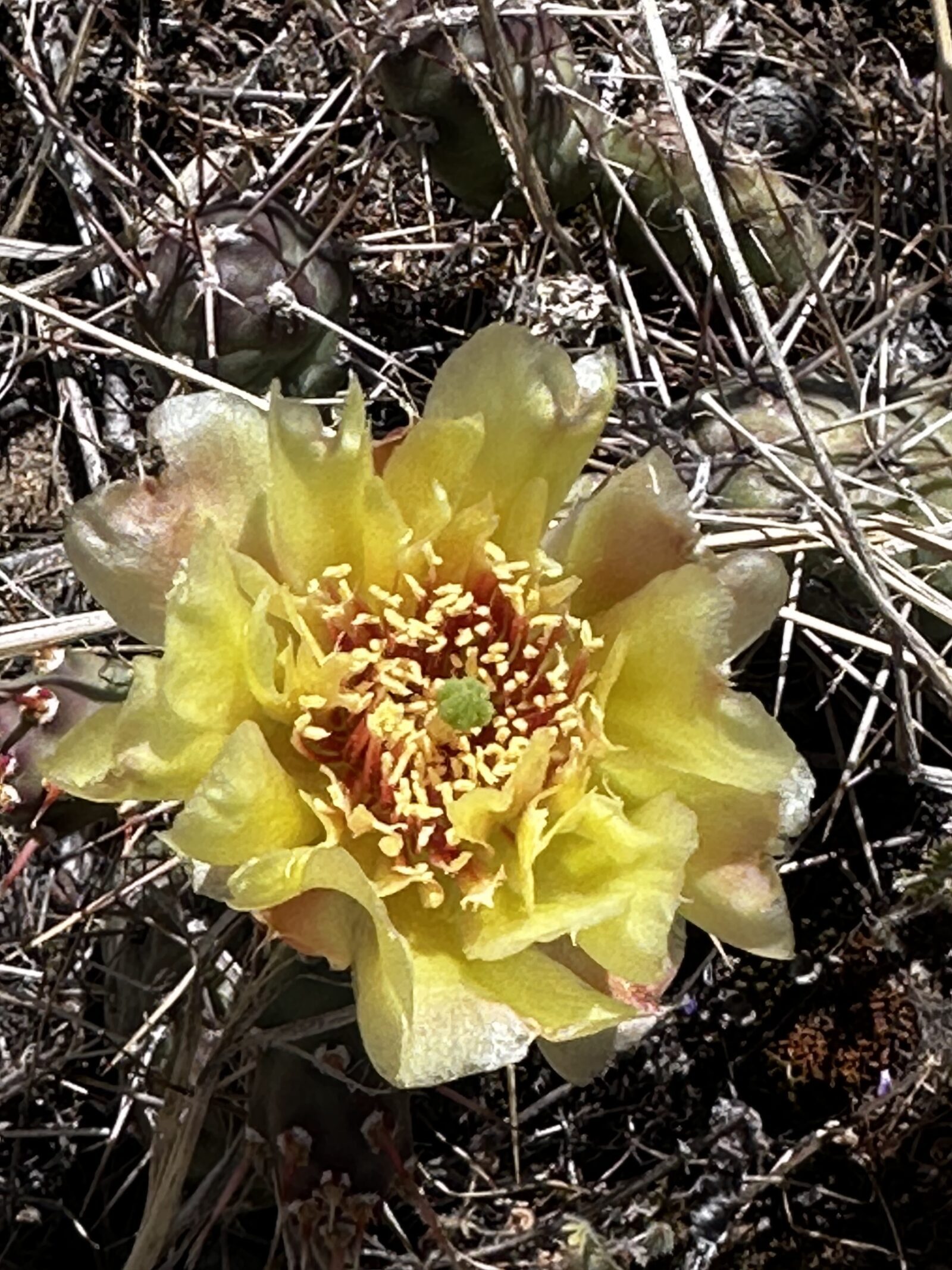 The Brittle Prickly Pear Cactus' Hidden Beauty - The Nature Trust of ...