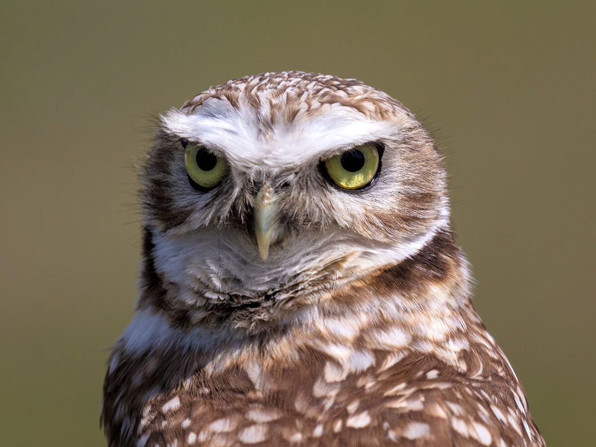Taking Flight: The Conservation of Endangered Bird Species in British ...