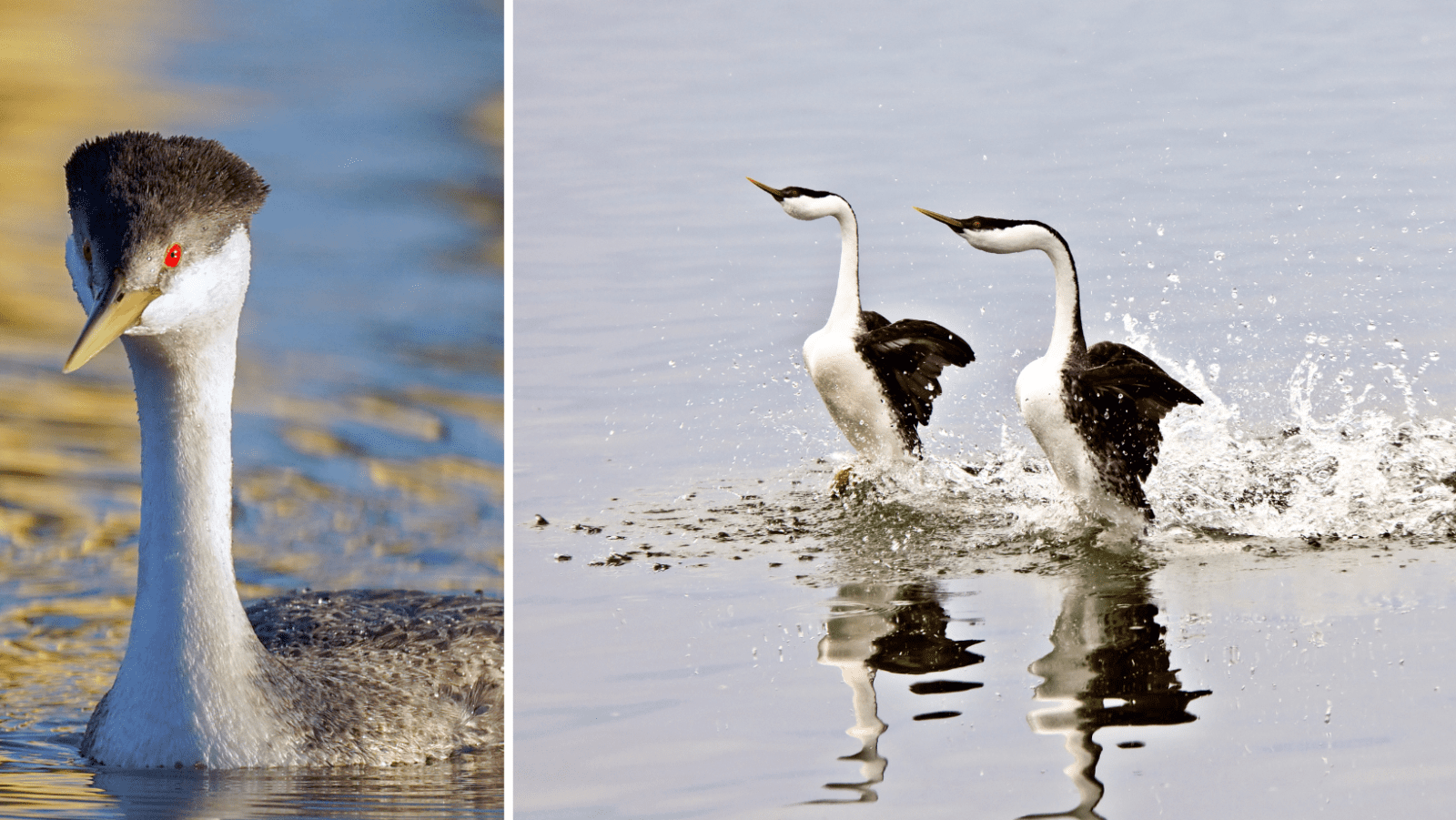 Taking Flight: The Conservation of Endangered Bird Species in British ...