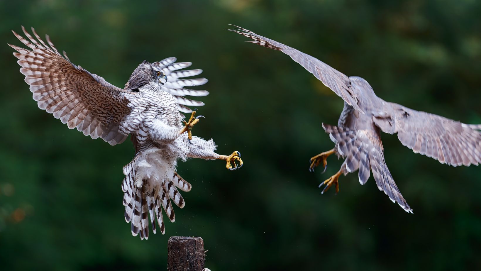 Taking Flight: The Conservation of Endangered Bird Species in British ...