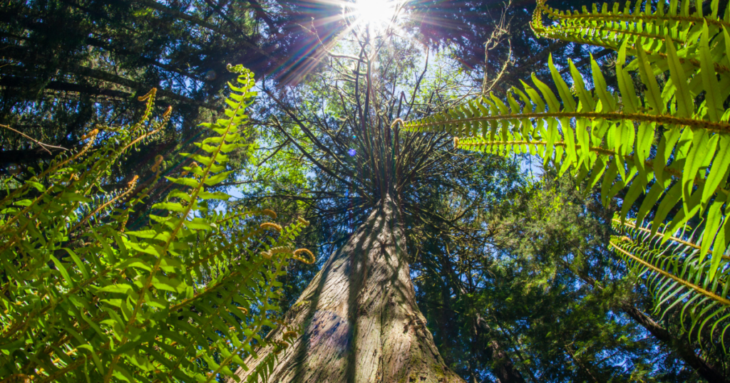 British Columbia’s Treasures: 5 Endemic Species and Their Ecological ...