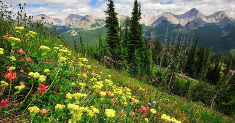 British Columbia’s Treasures: 5 Endemic Species and Their Ecological ...