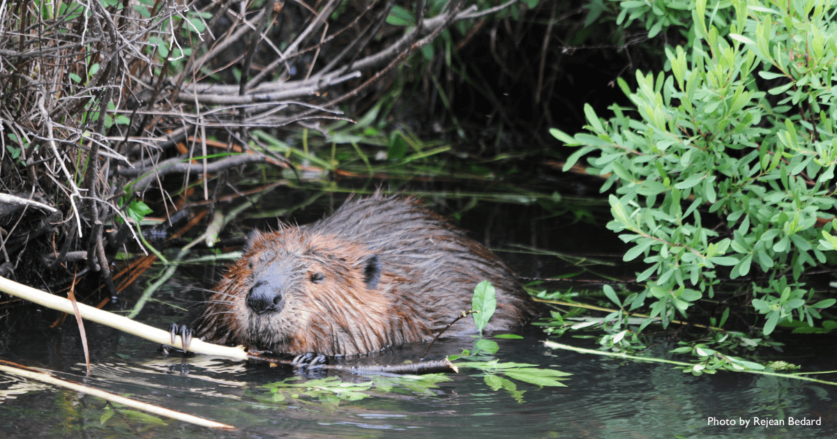 Nature’s Engineers: The Marvels of Beaver Ecosystems - The Nature Trust ...