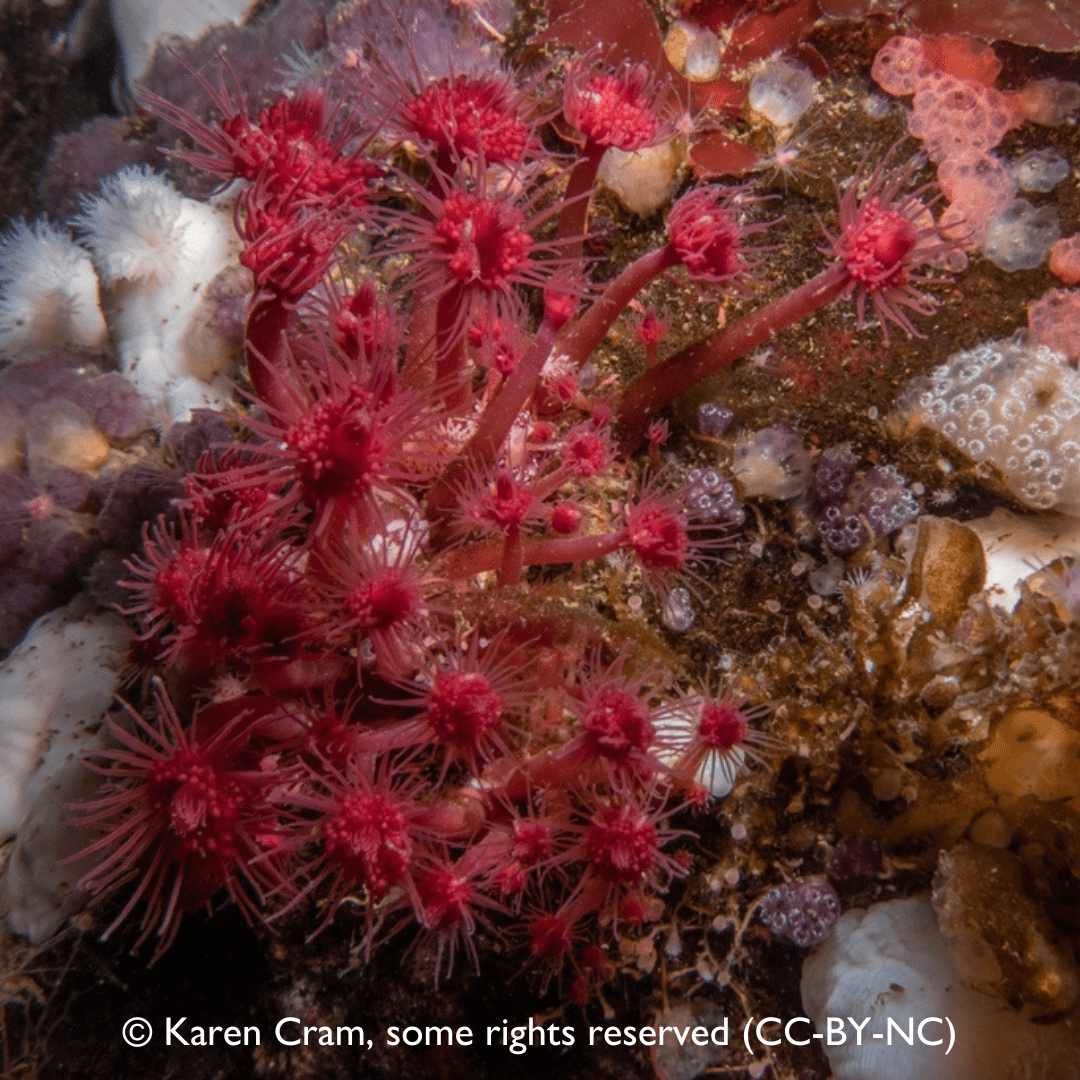 British Columbia’s Treasures: 5 Endemic Species and Their Ecological ...