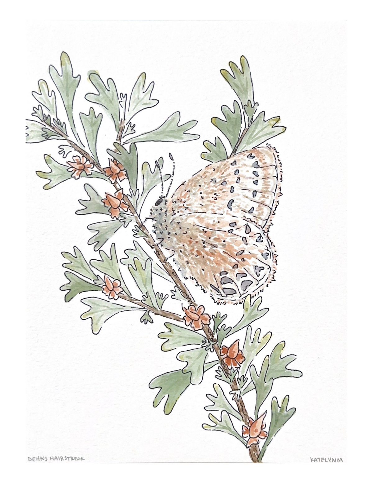 Stop to Chase the Butterflies - The Nature Trust of British Columbia