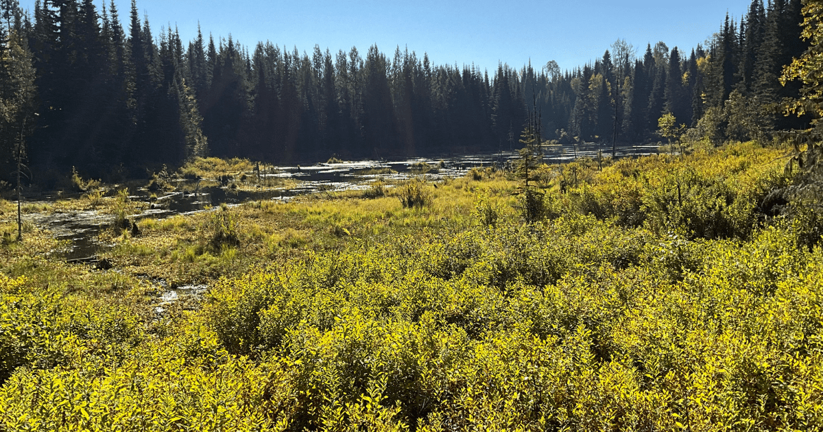 Ferguson Lake - Wetlands - The Nature Trust of British Columbia