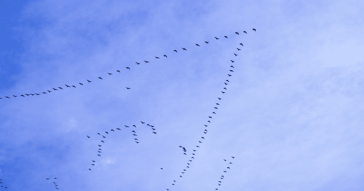 The Marvelous Journeys of Migratory Birds - The Nature Trust of British ...