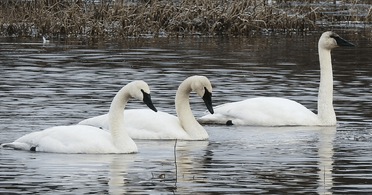 The Marvelous Journeys of Migratory Birds - The Nature Trust of British ...