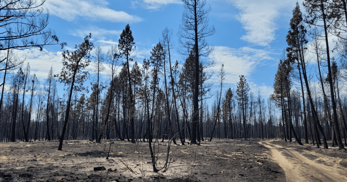 Wildfire Recovery Fund - The Nature Trust of British Columbia