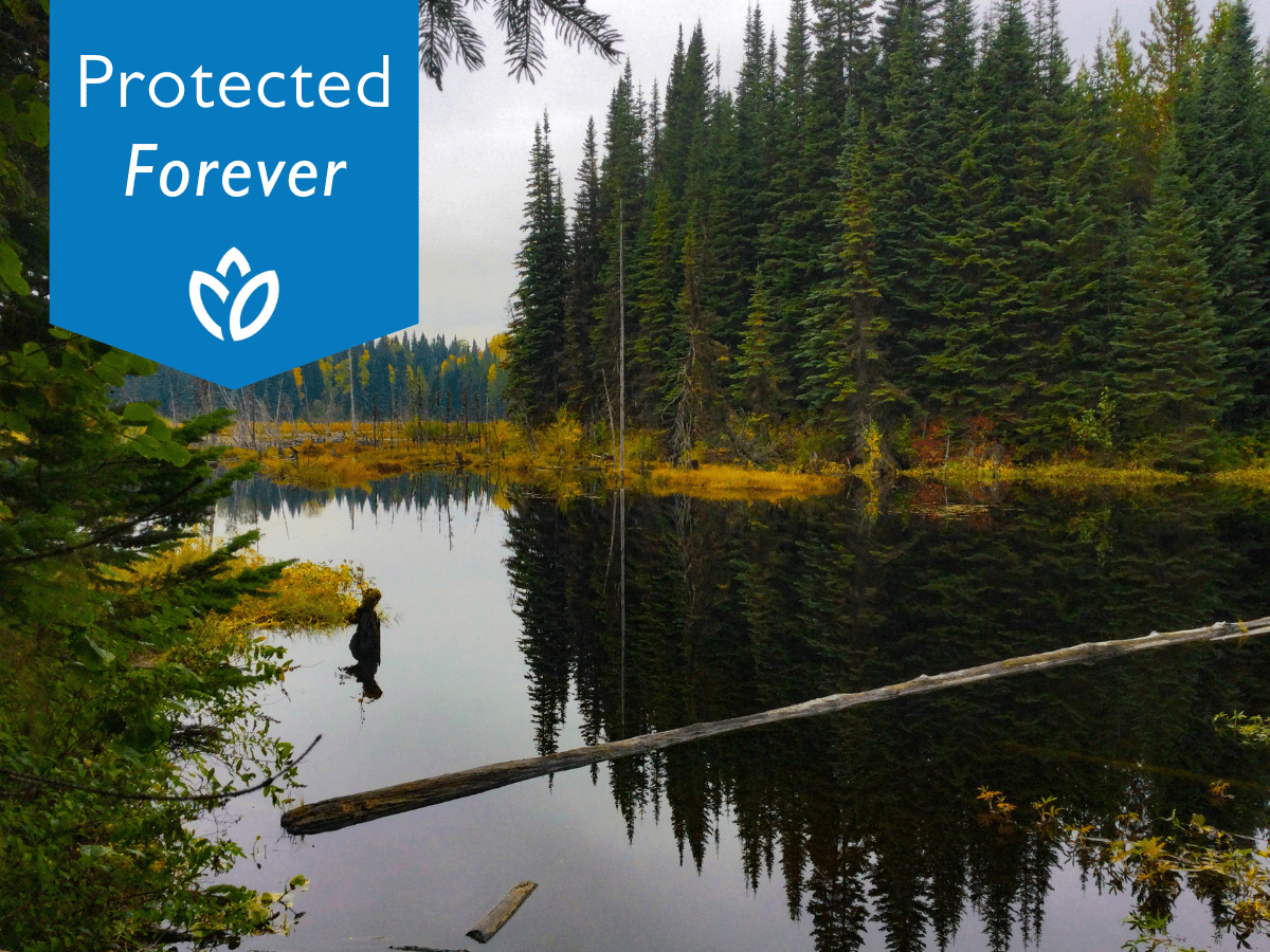 Ferguson Lake - Wetlands - The Nature Trust of British Columbia