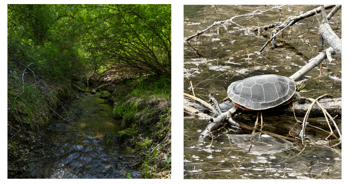 Understanding the Vital Role of Riparian Zones - The Nature Trust of ...
