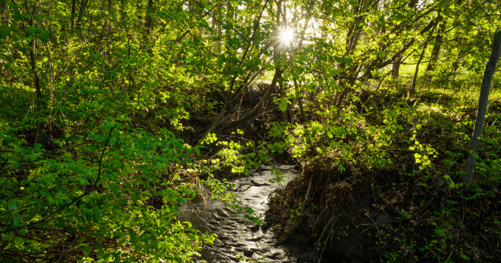 Understanding the Vital Role of Riparian Zones - The Nature Trust of ...
