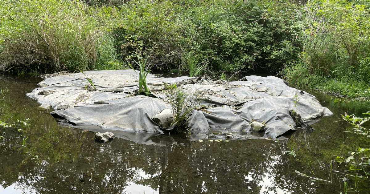 Understanding the Vital Role of Riparian Zones - The Nature Trust of ...