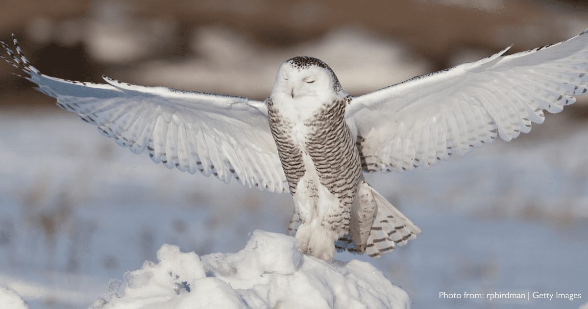How Wildlife Brave the Cold in British Columbia - The Nature Trust of ...