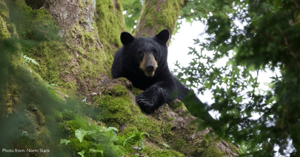 The Nature Trust of BC Successfully Protects Vital Salmon and Wildlife ...