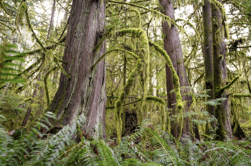 Cortes Island - Manson Bay Forest - The Nature Trust of British Columbia