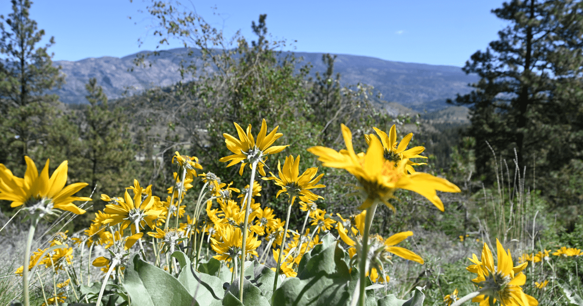 Marron River Grasslands - The Nature Trust of British Columbia